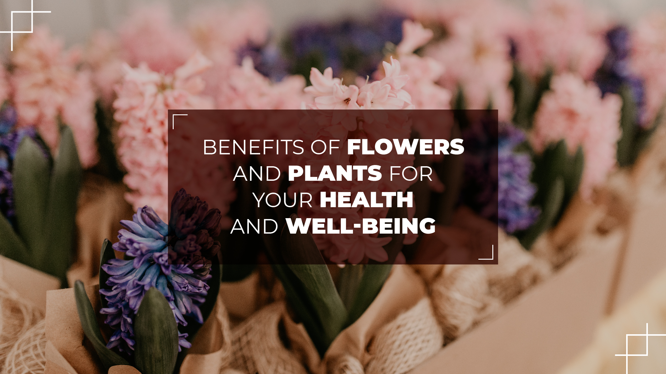 Benefits of flowers and plants for your health and well-being